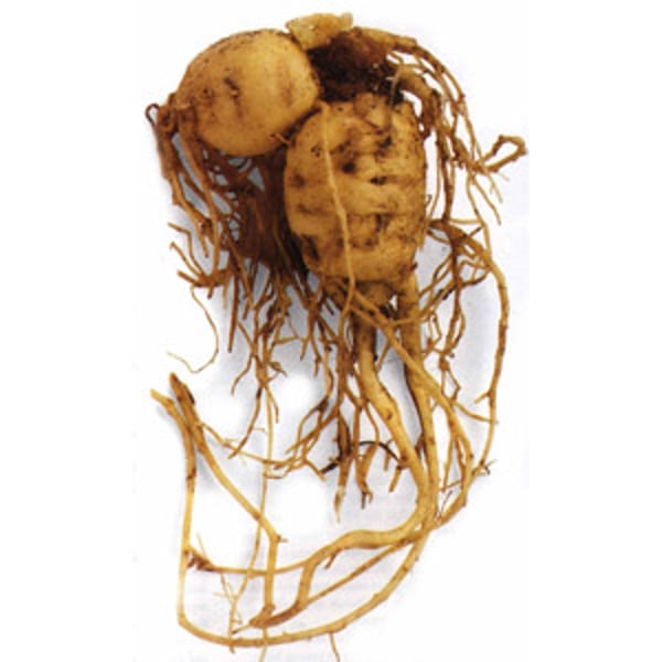 Helios Homeopathy - Shop - Bryonia