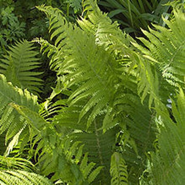 Helios Homeopathy - Shop - Filix mas