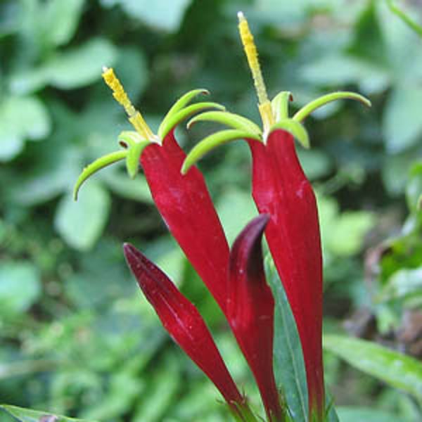 Helios Homeopathy - Shop - Spigelia marilandica