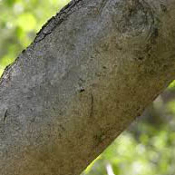 Helios Homeopathy - Shop - Hamamelis virginica