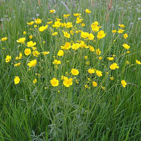 Helios Homeopathy - Shop - Ranunculus acris