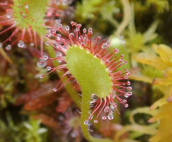 Helios Homeopathy - Shop - Drosera