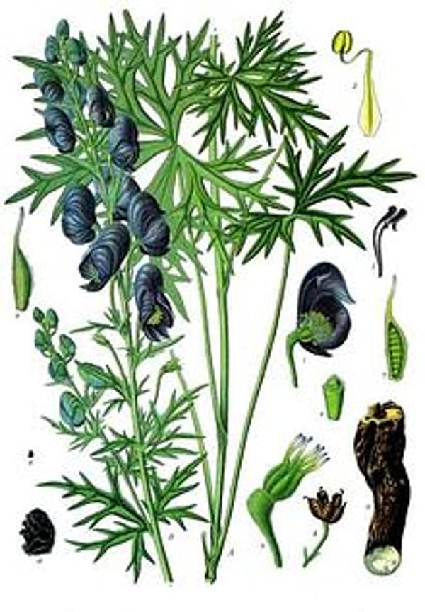 Helios Homeopathy - Shop - Aconitum Ferox