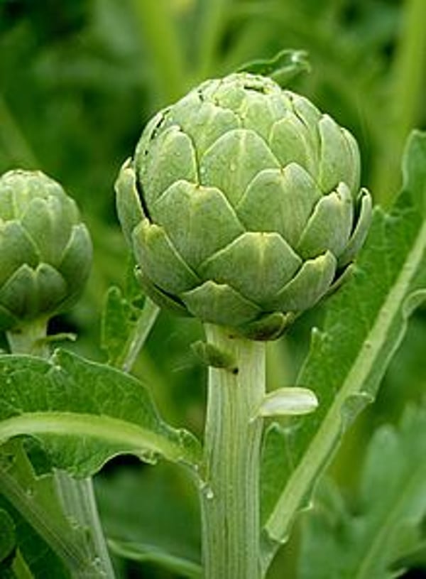 Helios Homeopathy - Shop - Cynara scolymus