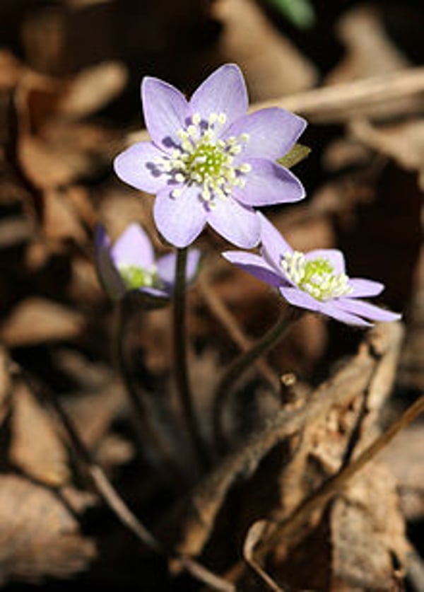 Helios Homeopathy - Shop - Hepatica triloba