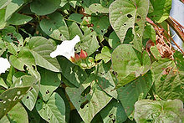 Helios Homeopathy - Shop - Ipomoea turpethum