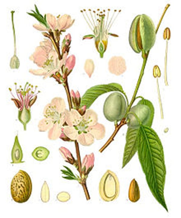 Helios Homeopathy - Shop - Prunus dulcis