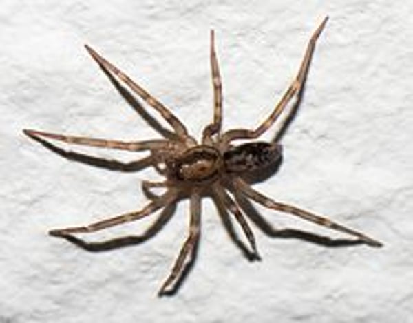 Helios Homeopathy - Shop - Tegenaria Domestica