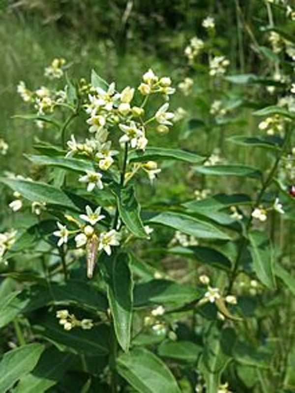 Helios Homeopathy - Shop - Vincetoxicum officinale