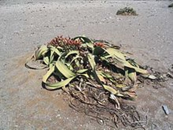 Helios Homeopathy - Shop - Welwitschia mirabilis