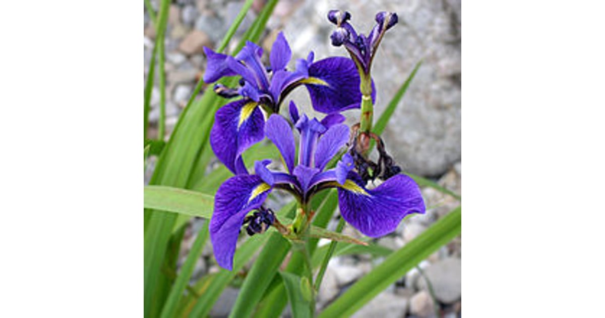 Helios Homeopathy - Shop - Iris versicolor