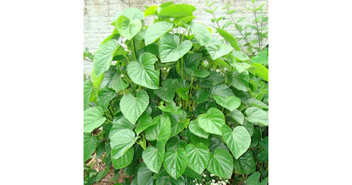 Helios Homeopathy - Shop - Jaborandi