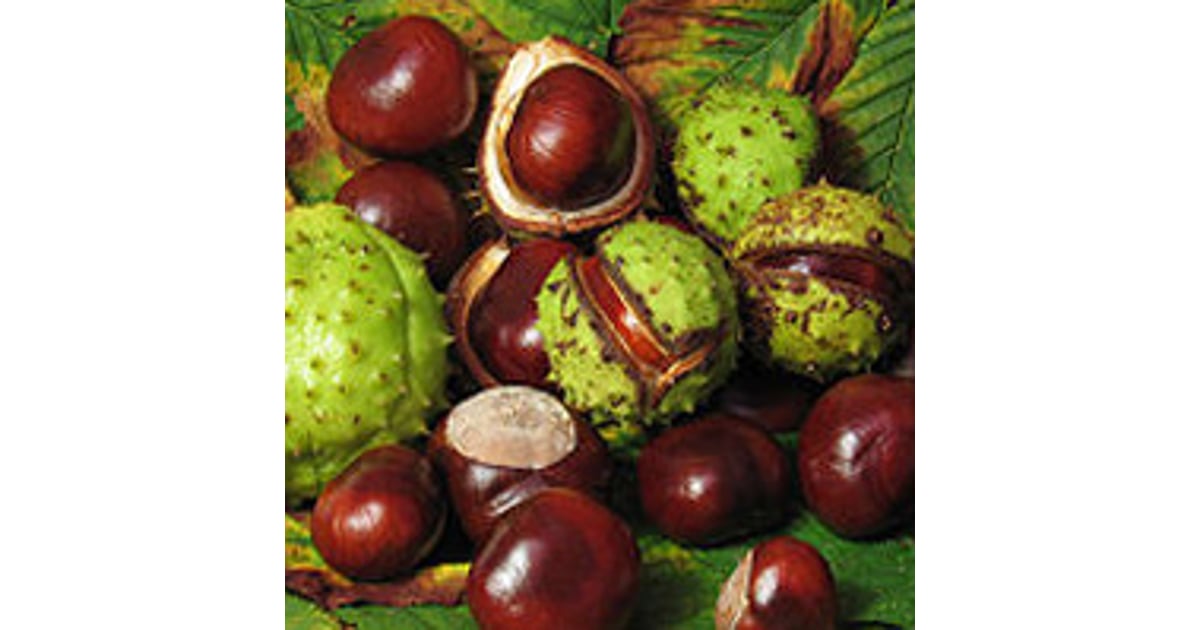 Helios Homeopathy - Shop - Aesculus hipp.