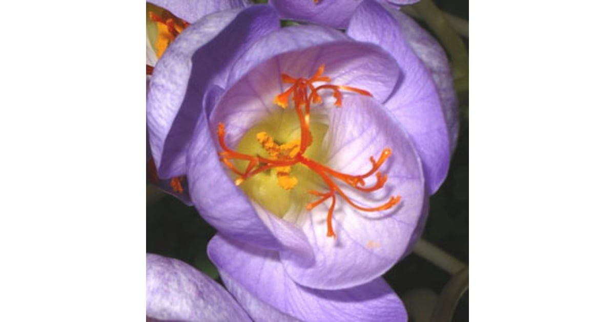 Helios Homeopathy - Shop - Crocus sativa