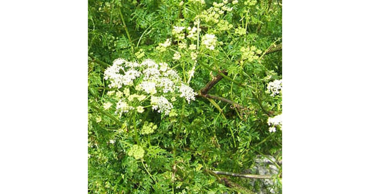 Helios Homeopathy - Shop - Conium maculatum