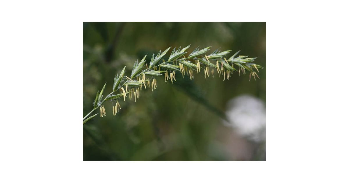 Helios Homeopathy - Shop - Triticum repens