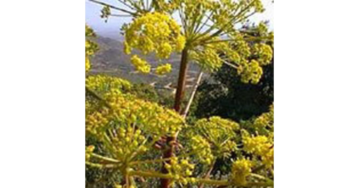 Helios Homeopathy - Shop - Sumbul