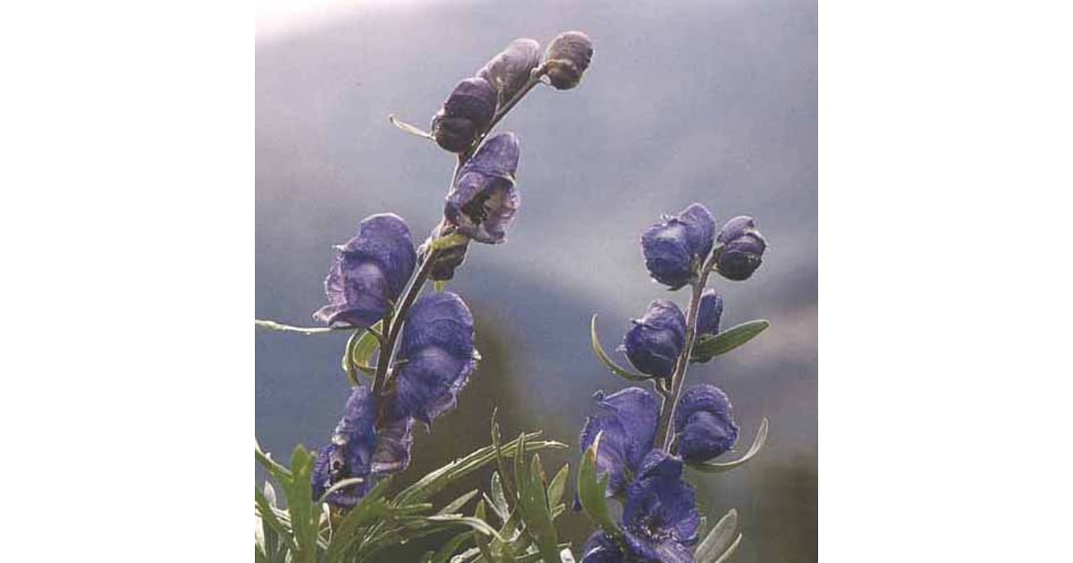 Helios Homeopathy - Shop - Aconite Napellus