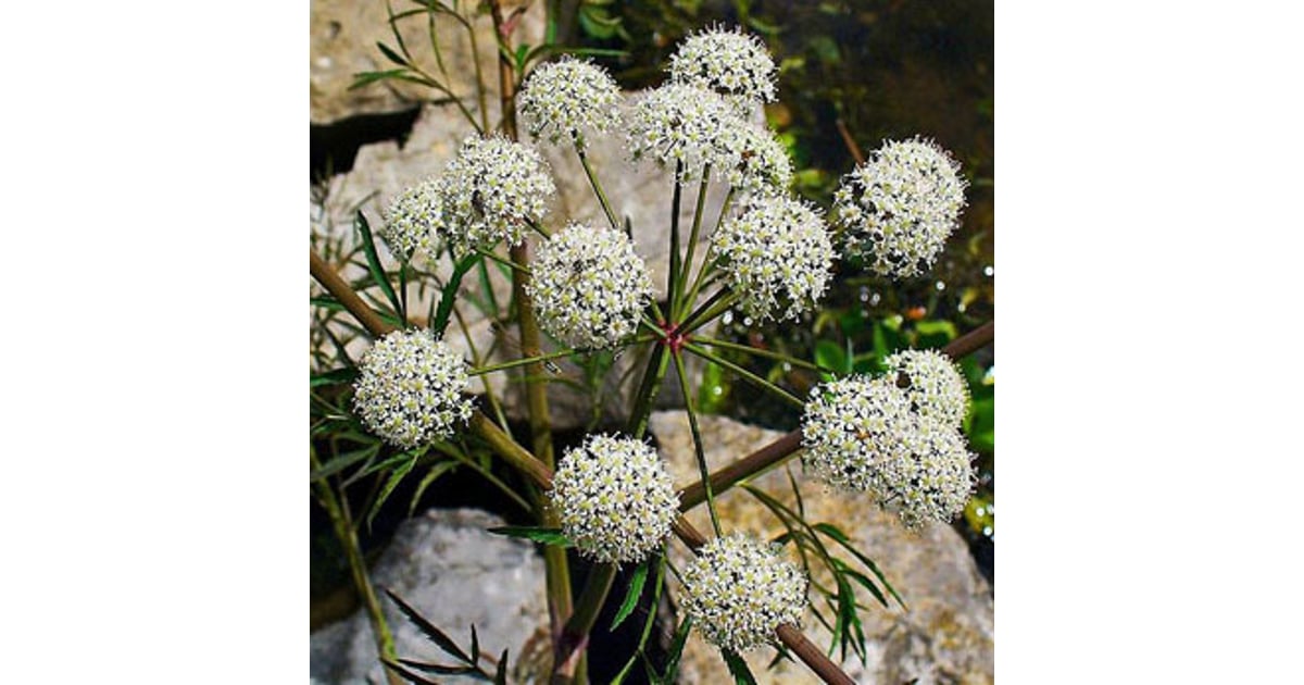 Helios Homeopathy - Shop - Cicuta virosa