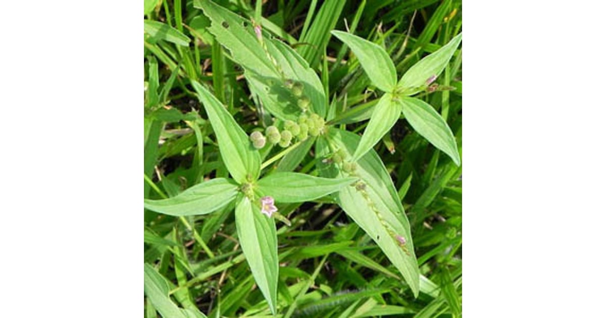 Helios Homeopathy - Shop - Spigelia