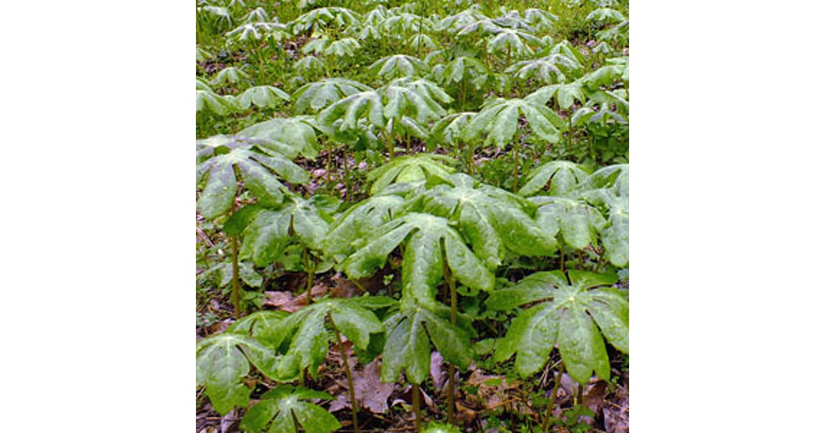 Helios Homeopathy - Shop - Podophyllum