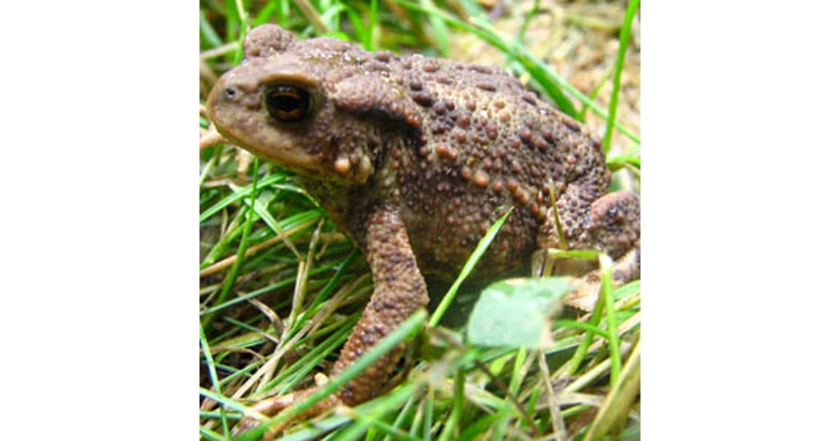 Helios Homeopathy - Shop - Bufo rana