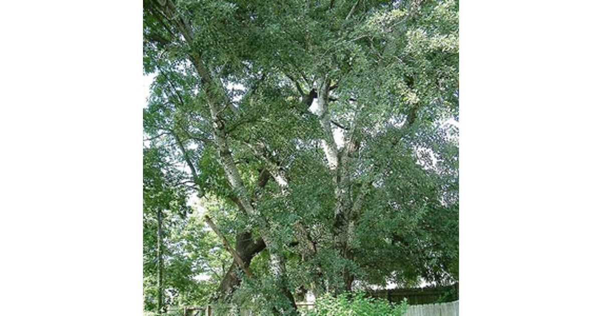 Helios Homeopathy - Shop - Populus candicans