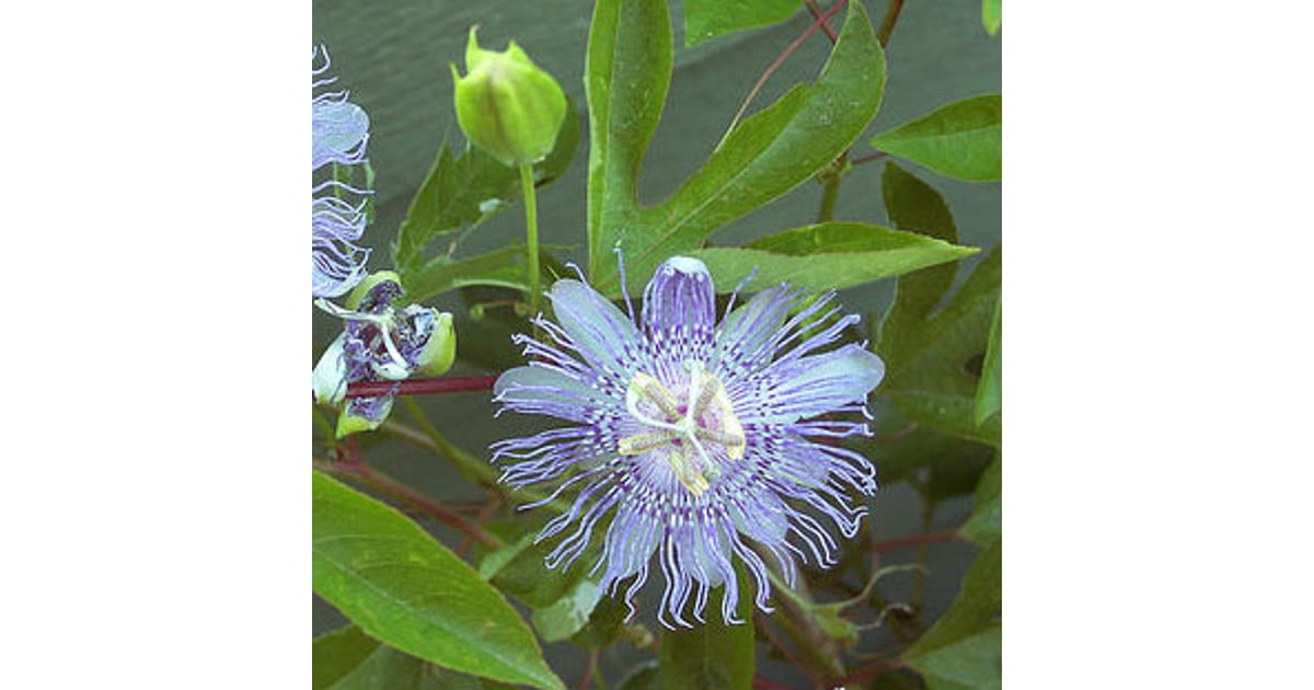 Helios Homeopathy - Shop - Passiflora