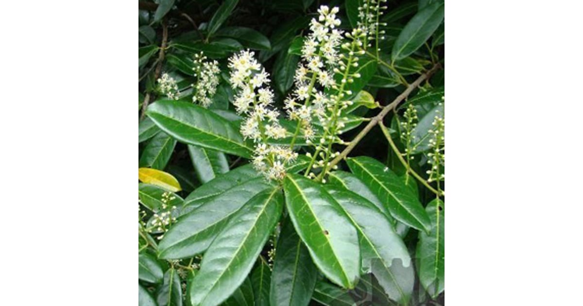 Helios Homeopathy - Shop - Laurocerasus