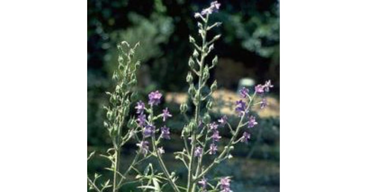 Helios Homeopathy - Shop - Staphysagria