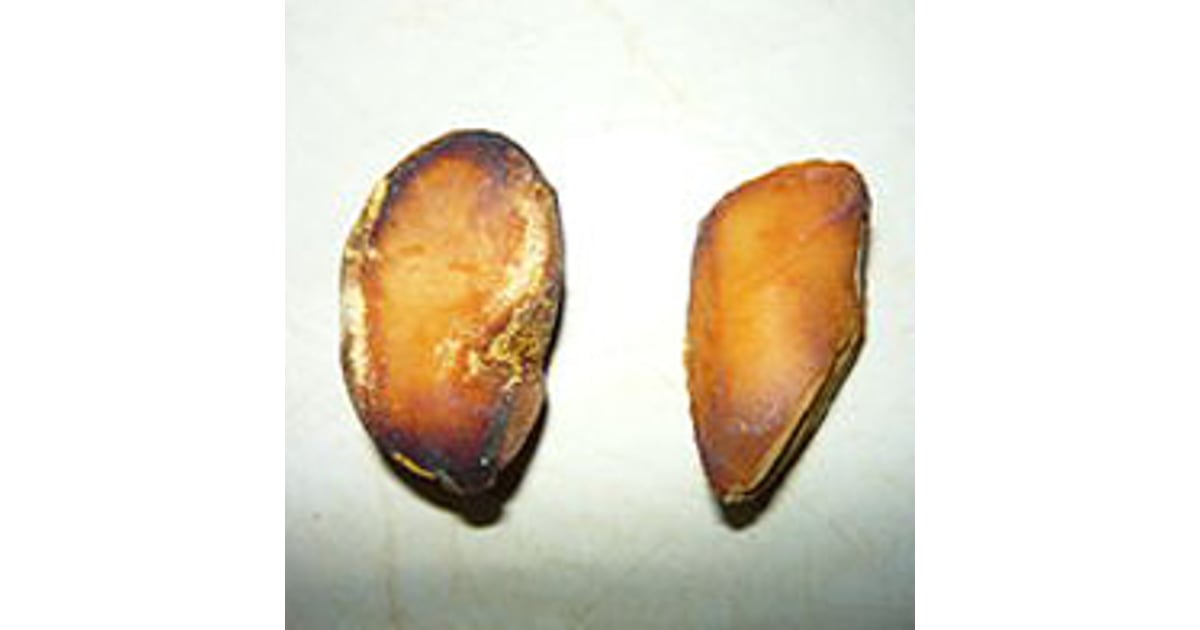 Helios Homeopathy - Shop - Cedron