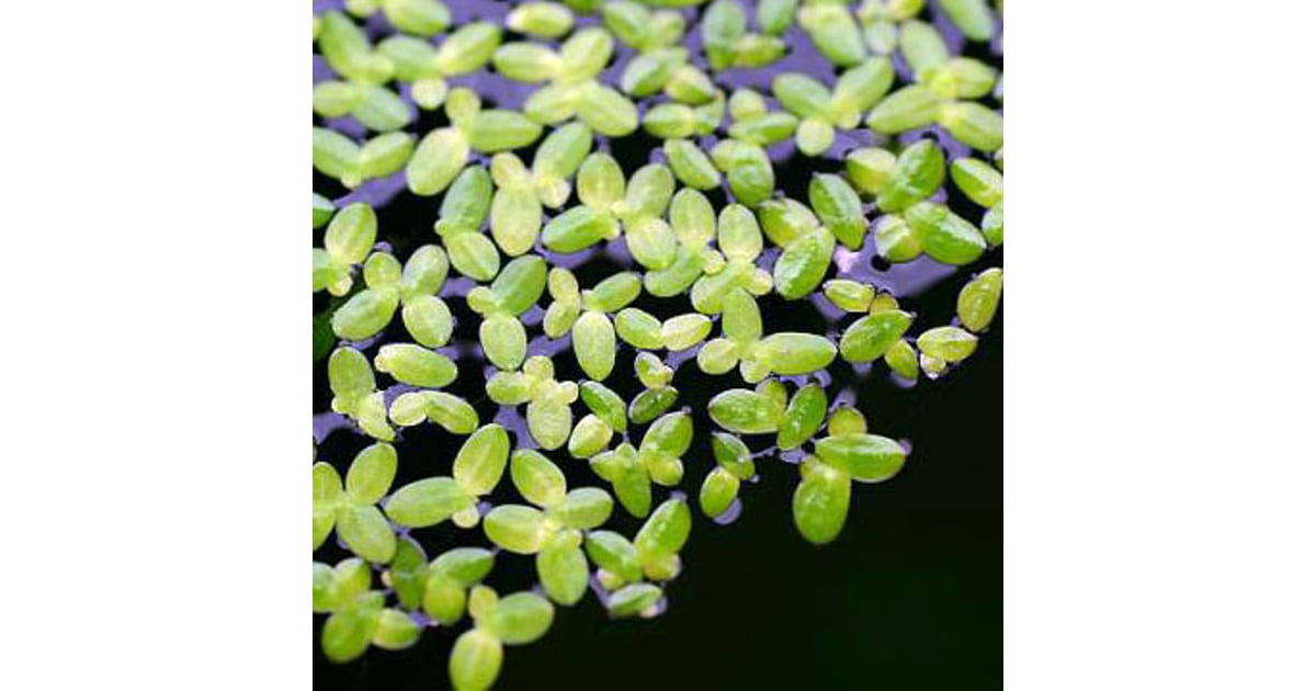 Helios Homeopathy - Shop - Lemna minor