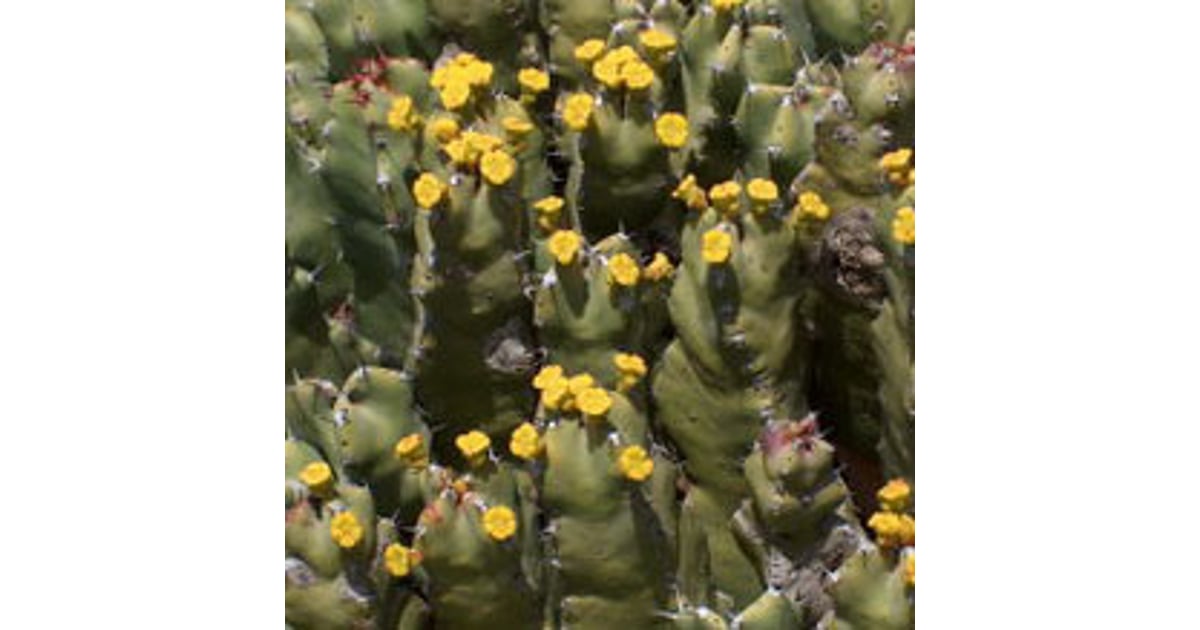 Helios Homeopathy - Shop - Euphorbium officinalis