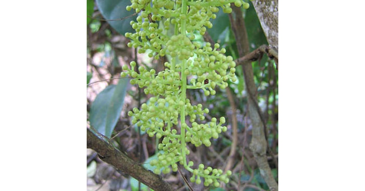 Helios Homeopathy - Shop - Cocculus indicus