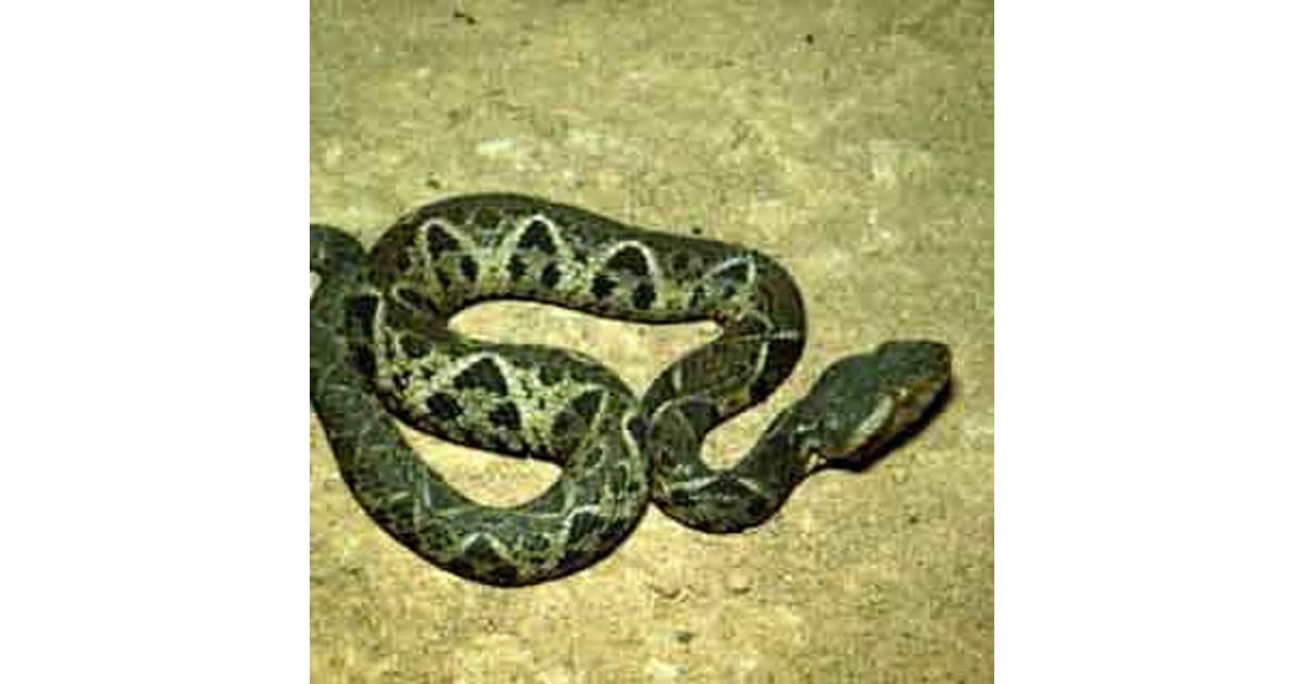 Helios Homeopathy - Shop - Bothrops lanceolatus