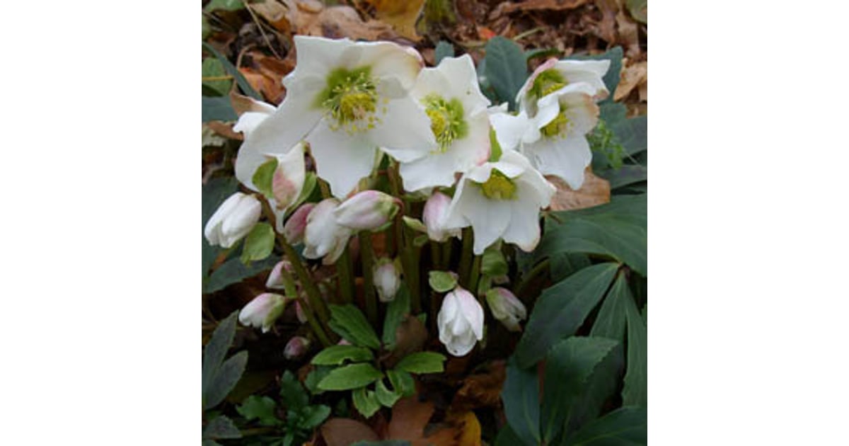 Helios Homeopathy - Shop - Helleborus niger