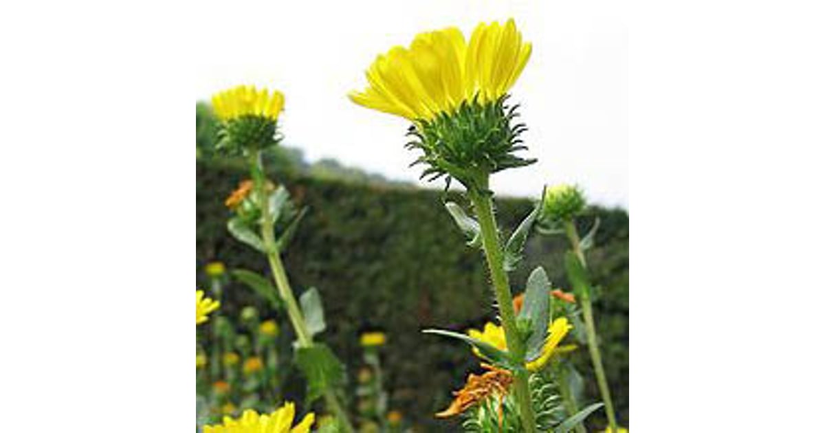 Helios Homeopathy - Shop - Grindelia