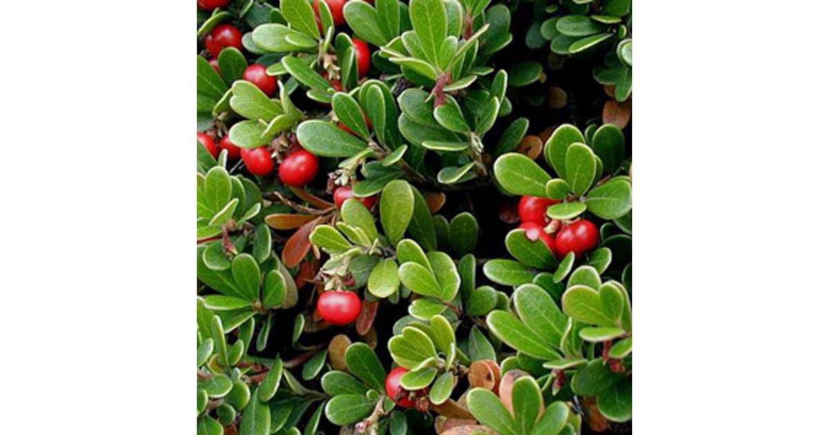 Helios Homeopathy - Shop - Uva ursi