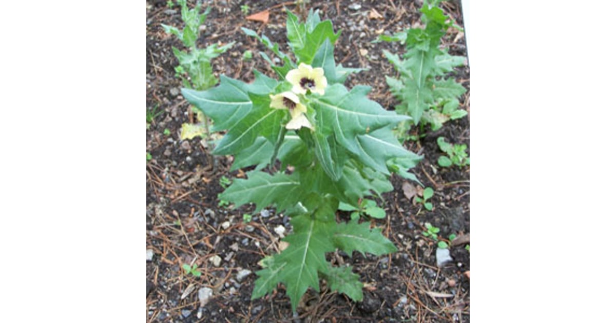 Helios Homeopathy - Shop - Hyoscyamus