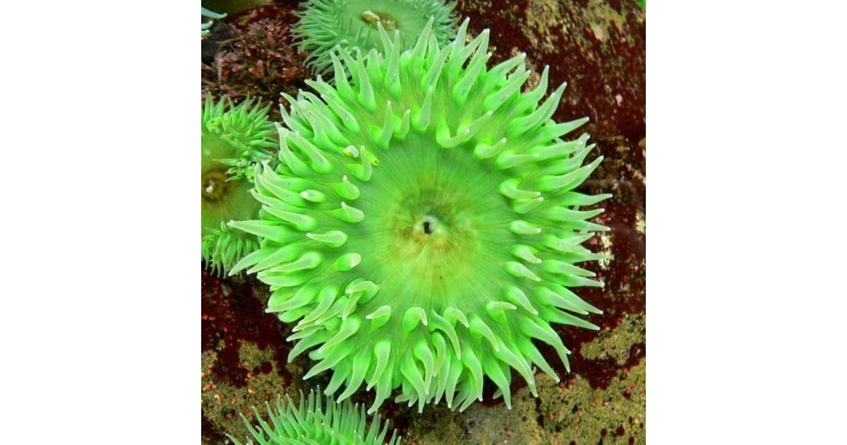 Helios Homeopathy - Shop - Anthopleura xanthogrammica