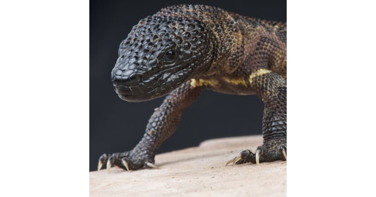 Helios Homeopathy - Shop - Heloderma horridum