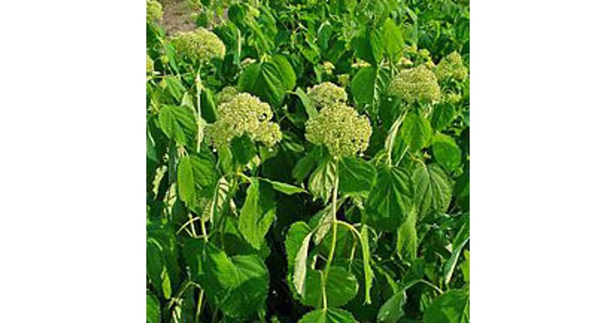 Helios Homeopathy - Shop - Hydrangea arborescens