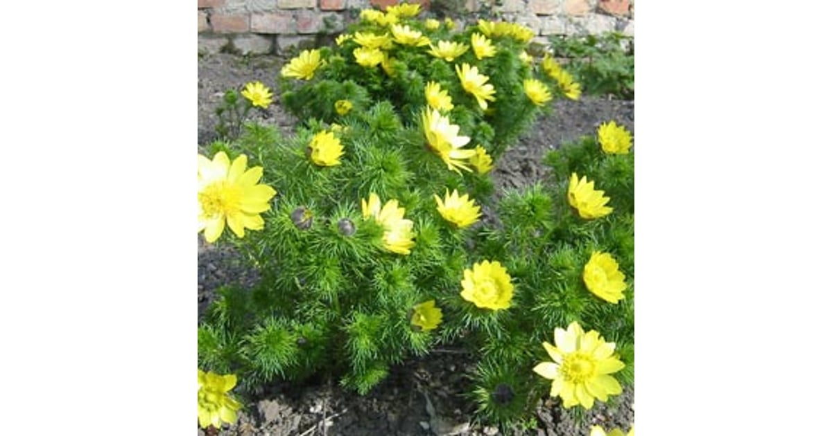 Helios Homeopathy - Shop - Adonis vernalis