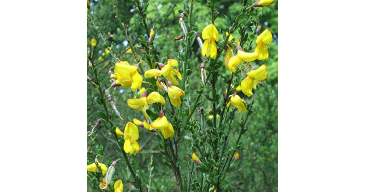 Helios Homeopathy - Shop - Spartium scoparium