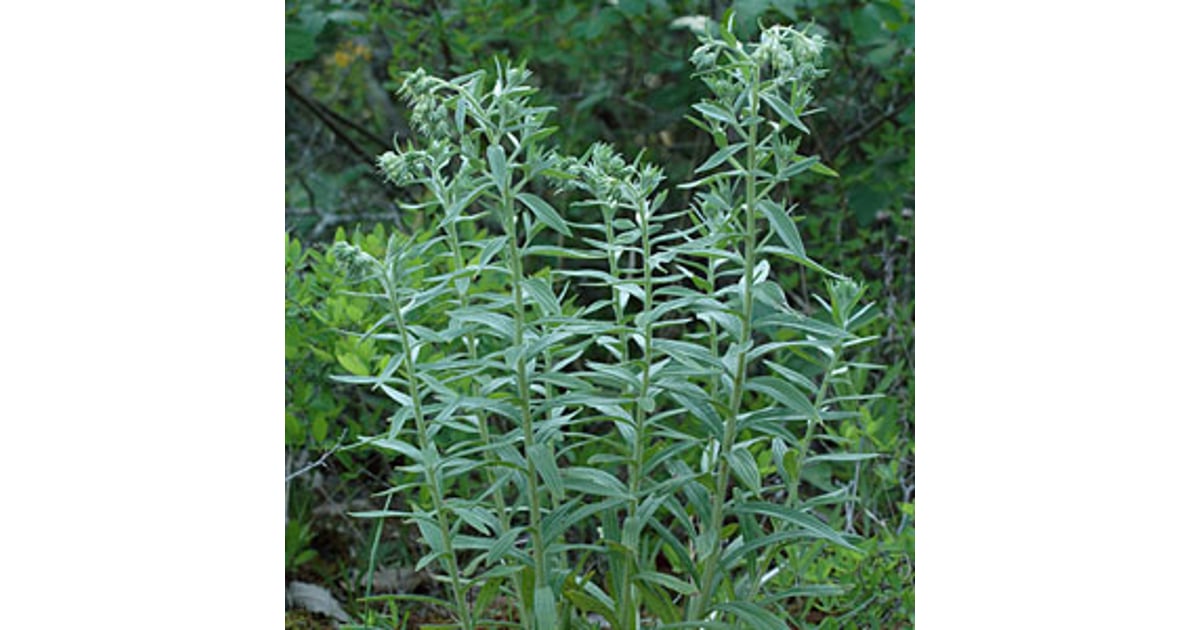 Helios Homeopathy - Shop - Onosmodium