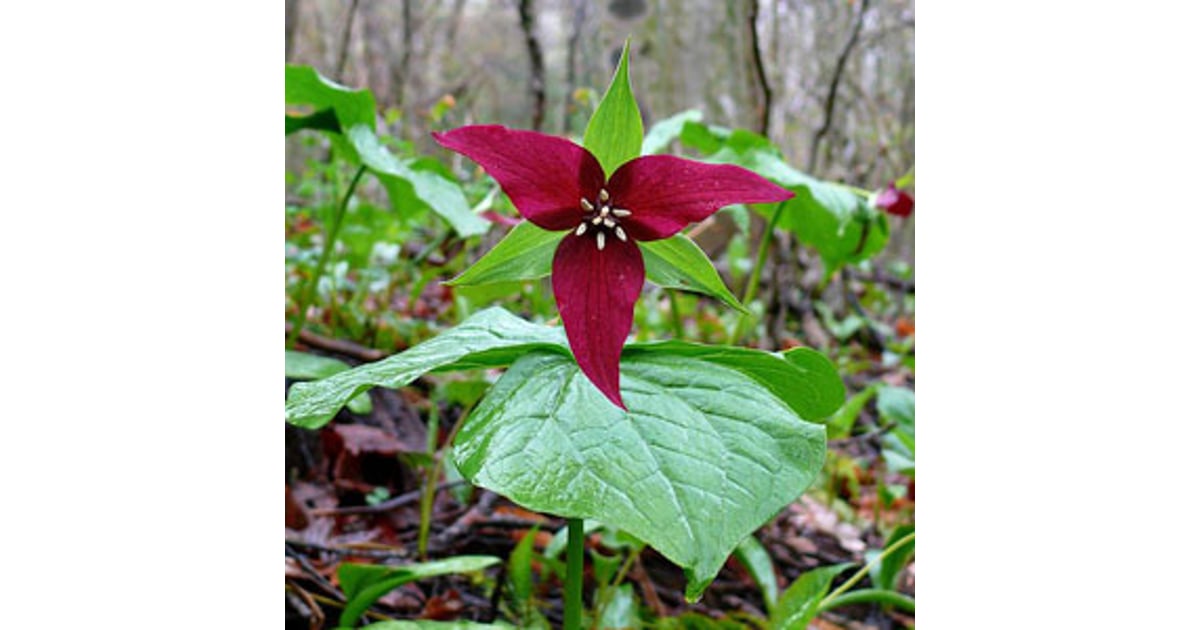 Helios Homeopathy - Shop - Trillium