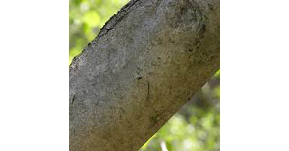 Helios Homeopathy - Shop - Hamamelis virginica