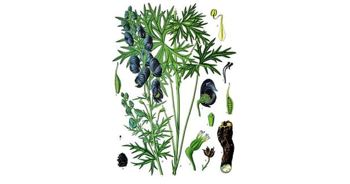 Helios Homeopathy - Shop - Aconitum Ferox
