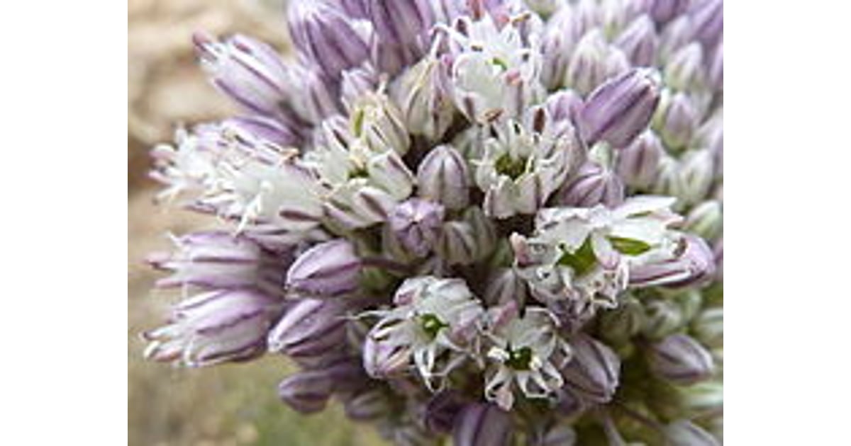 Helios Homeopathy - Shop - Allium Porrum