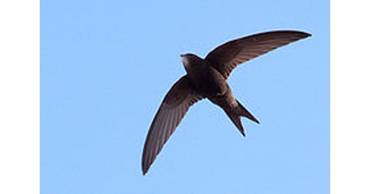 Helios Homeopathy - Shop - Apus apus